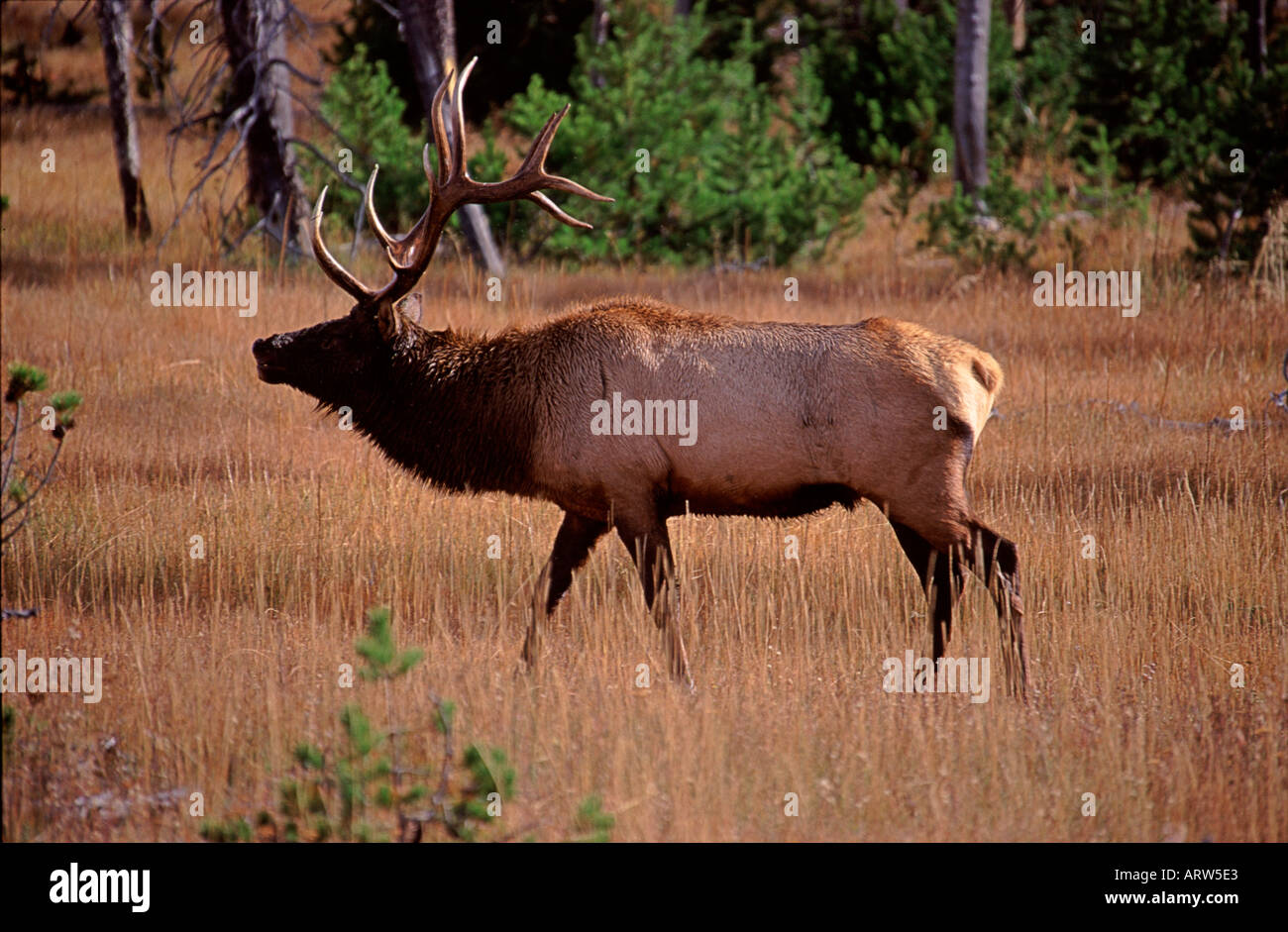 Free range elk hi-res stock photography and images - Alamy