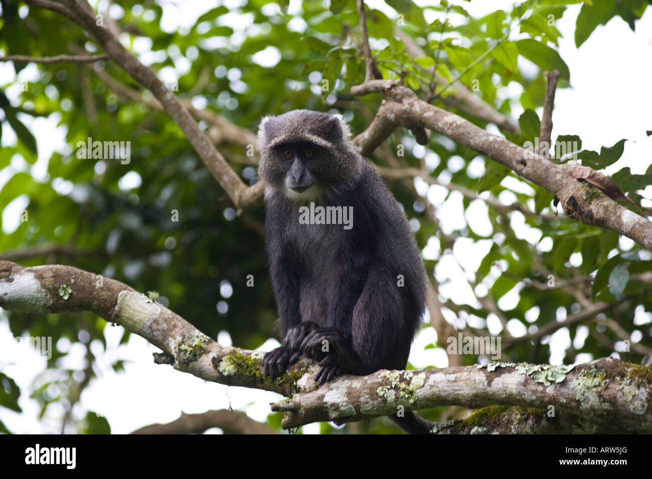 baboon in tree Stock Photo - Alamy