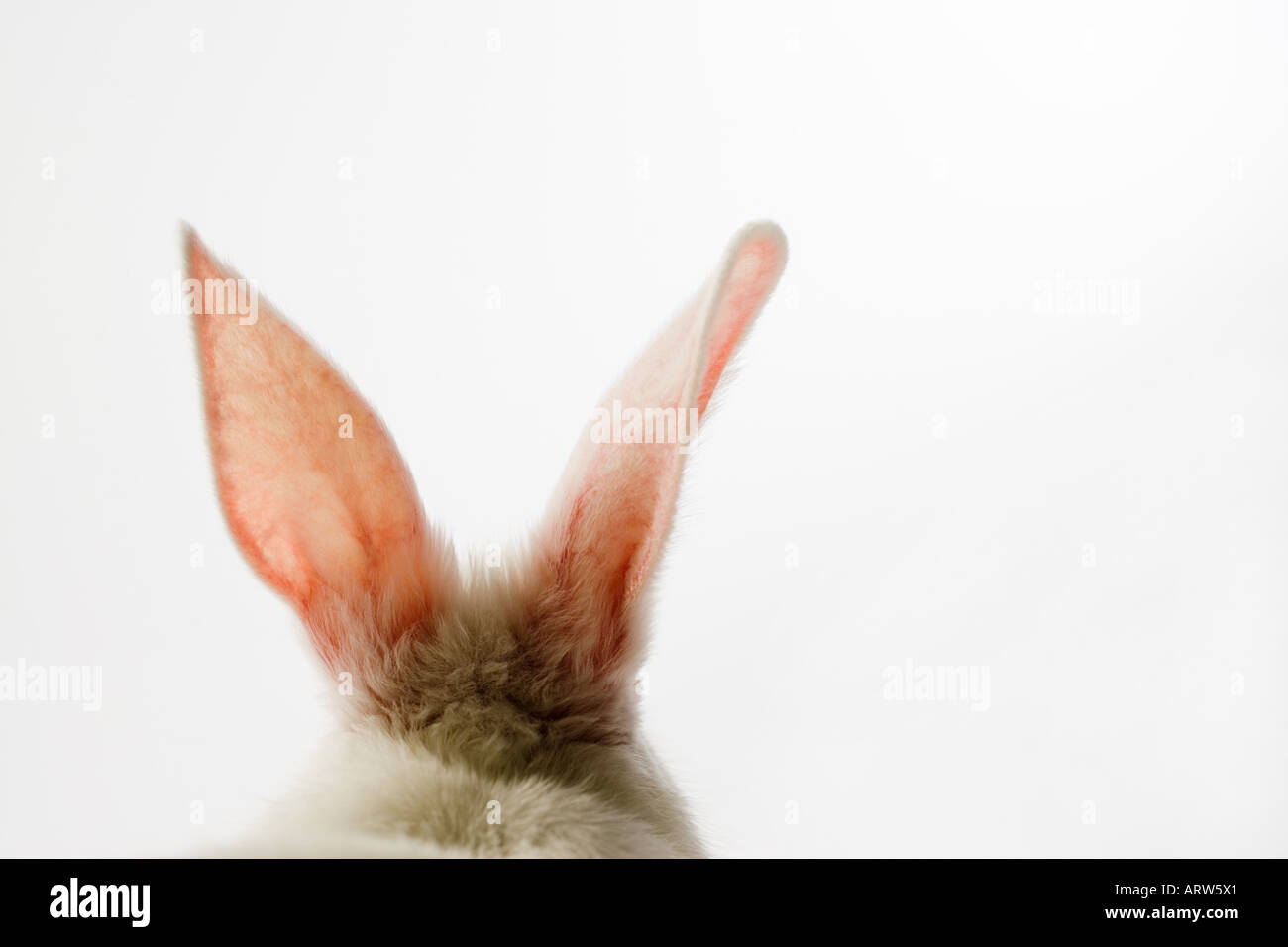 Rabbit rear view hi-res stock photography and images - Alamy