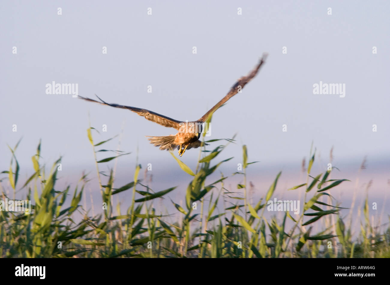 Australian harrier hi-res stock photography and images - Alamy