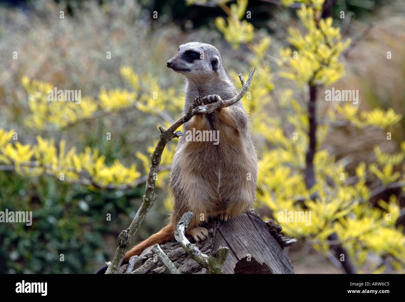 Edinburgh zoo meerkat hi-res stock photography and images - Alamy