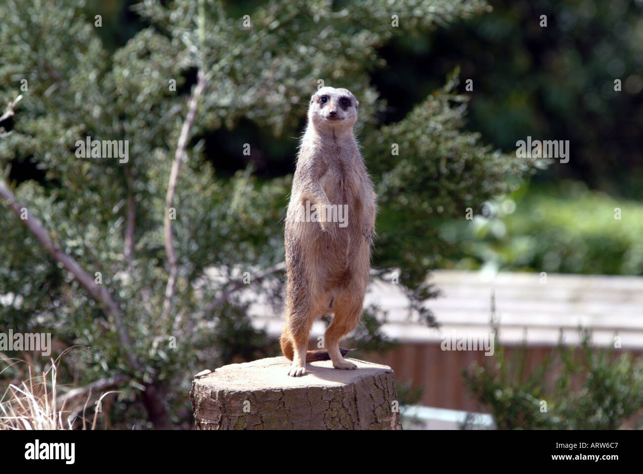Edinburgh zoo meerkat hi-res stock photography and images - Alamy