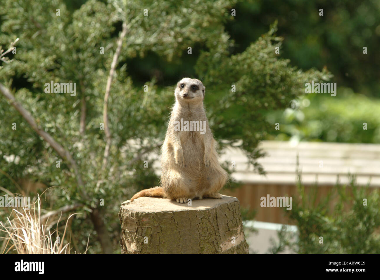 Edinburgh zoo meerkat hi-res stock photography and images - Alamy