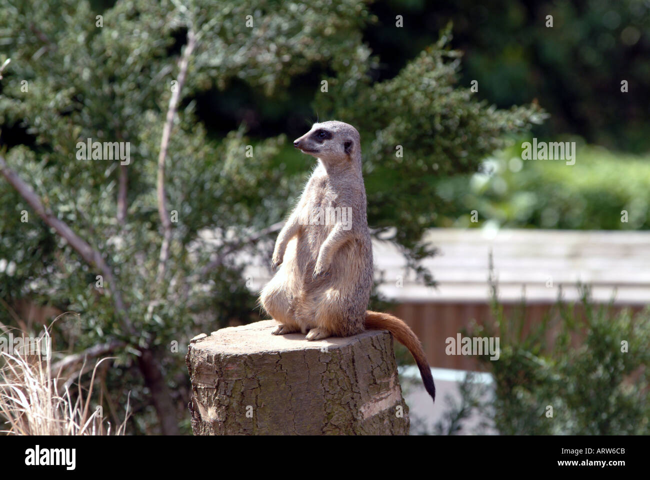 Meercat Edinburgh zoo Stock Photo - Alamy