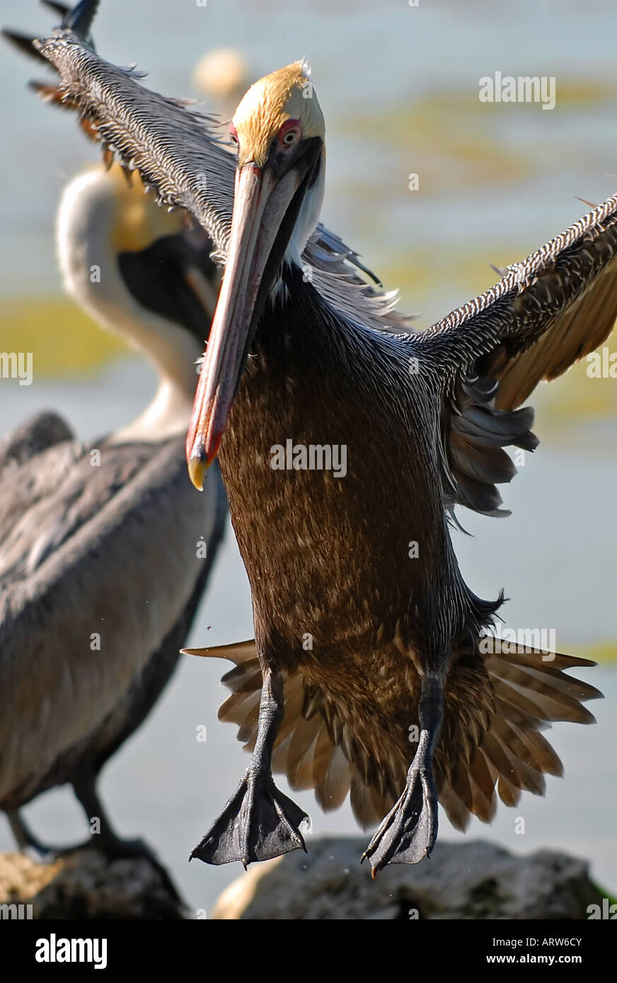Pelican in flight Stock Photo - Alamy
