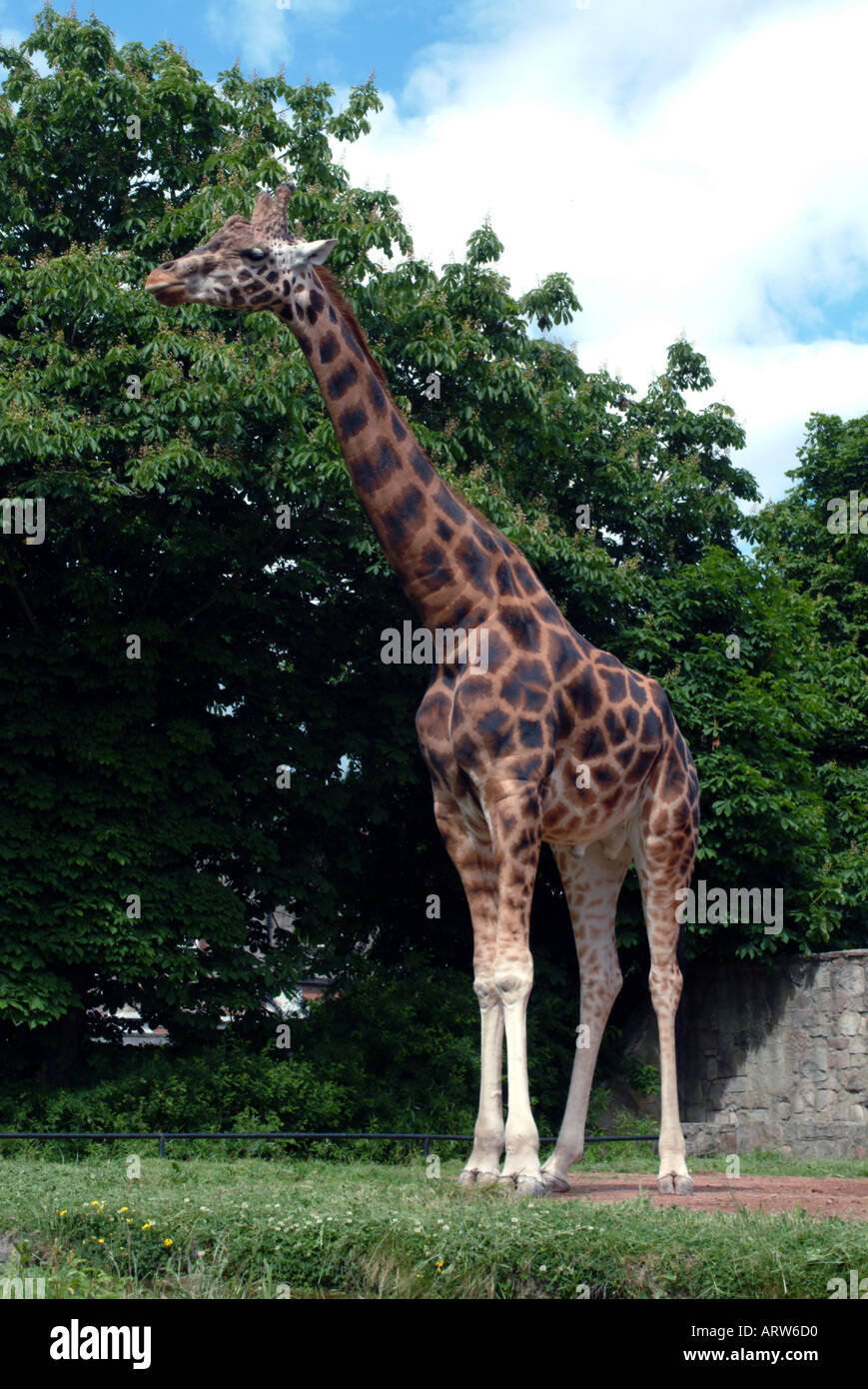 Giraffe looking behind hi-res stock photography and images - Alamy