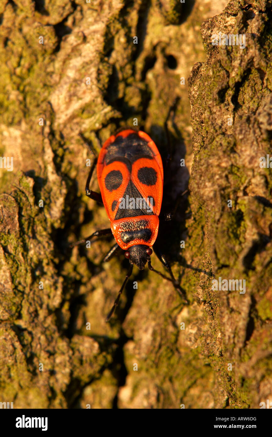 detail of a bug Stock Photo - Alamy