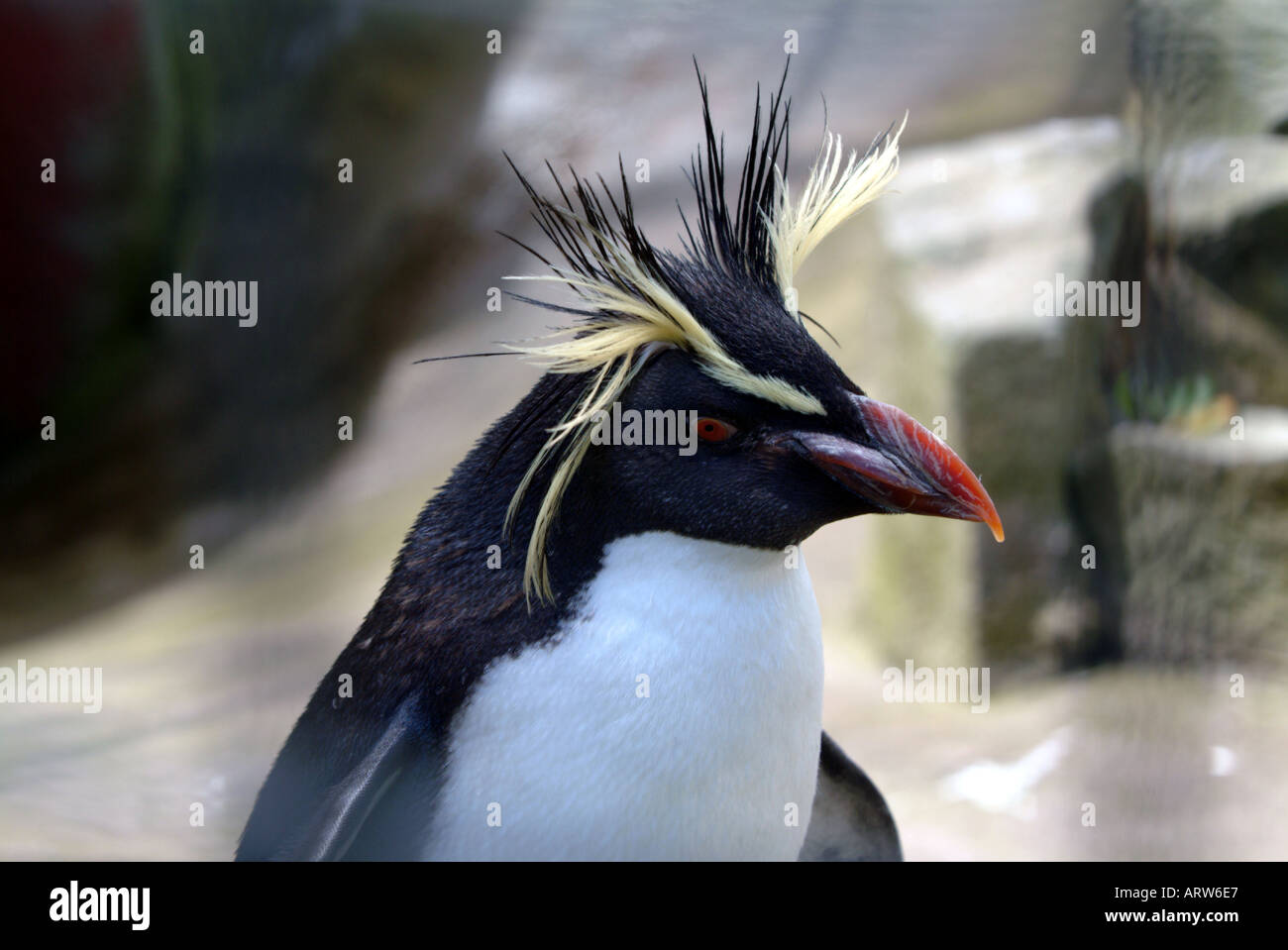 Edinburgh zoo rock hopper penguin hi-res stock photography and images ...
