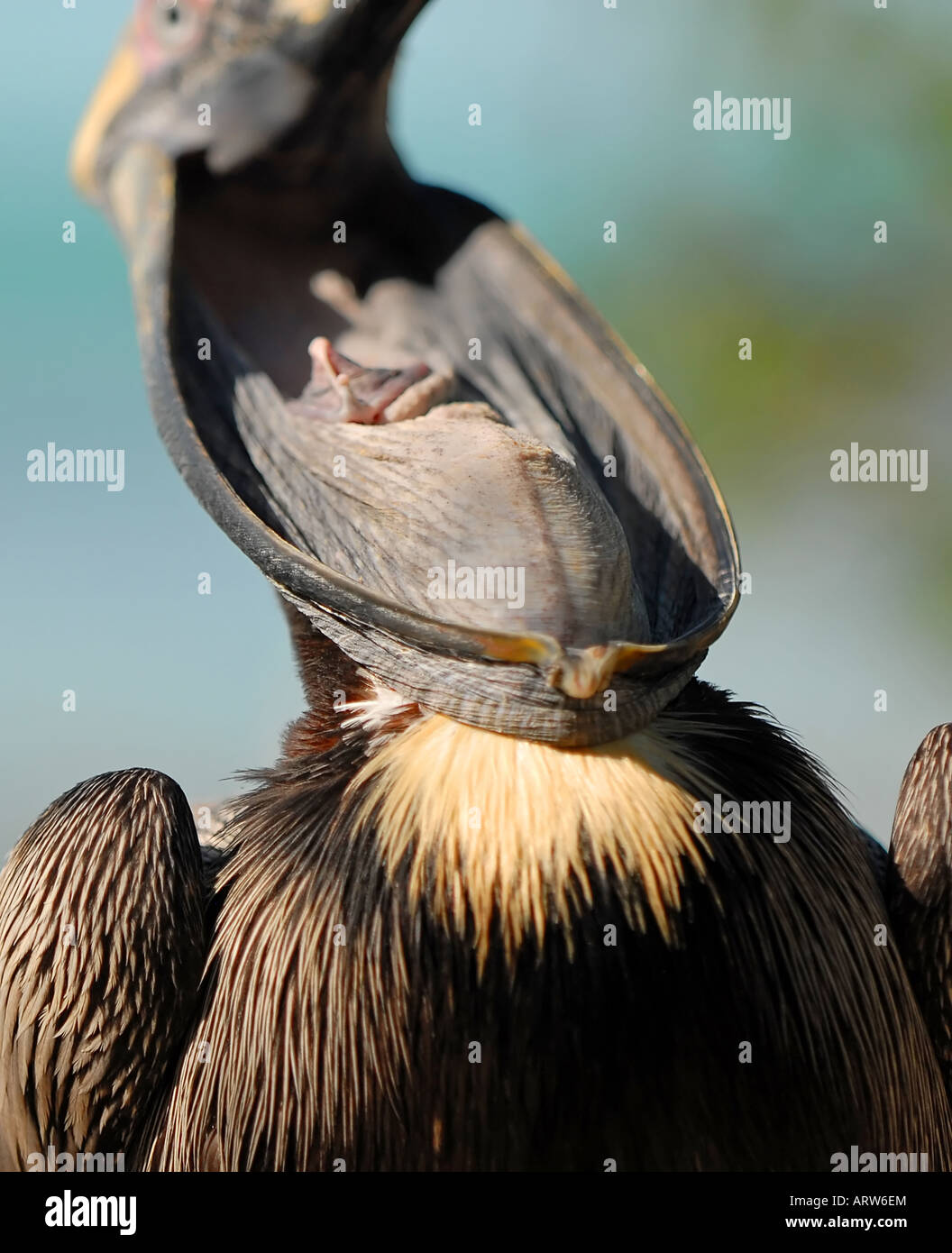 Pelican with open beak hi-res stock photography and images - Alamy