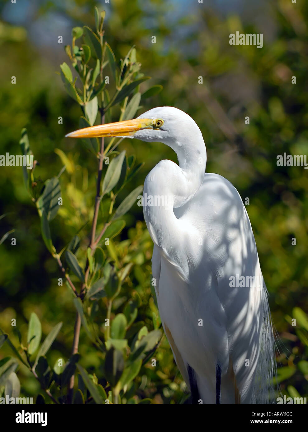 Great White Heron Stock Photo - Alamy