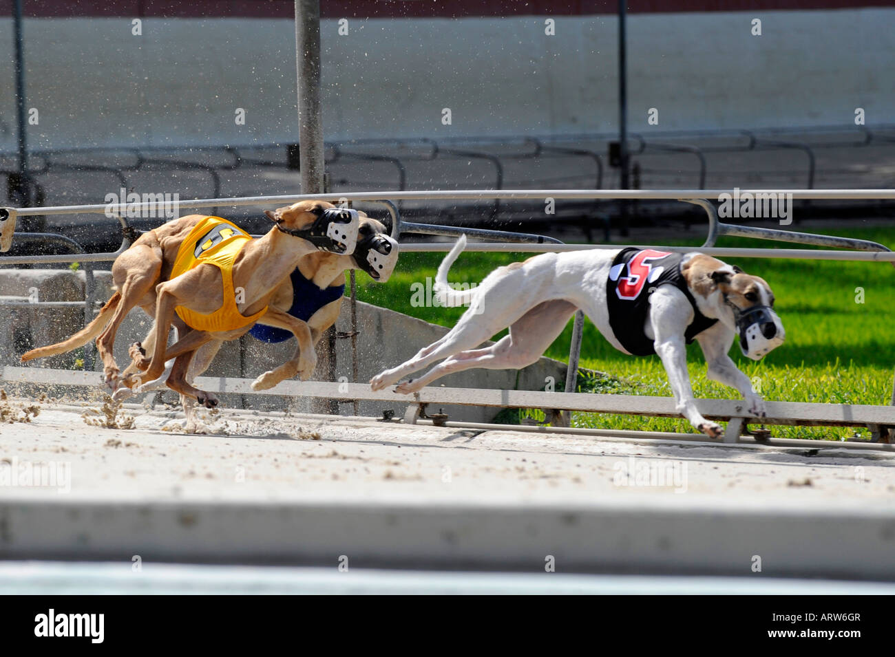 Greyhound dog racing at Fort Myers Naples dog track Florida Stock Photo ...