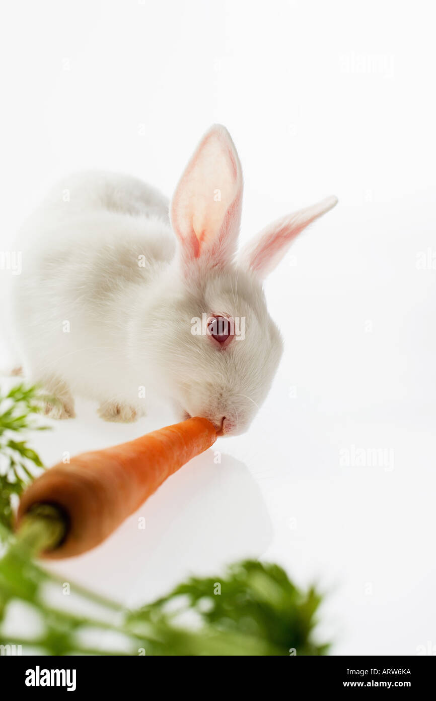 Rabbit eating a carrot Stock Photo - Alamy