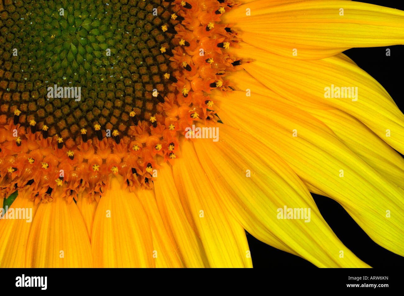 Sunflower section hi-res stock photography and images - Alamy