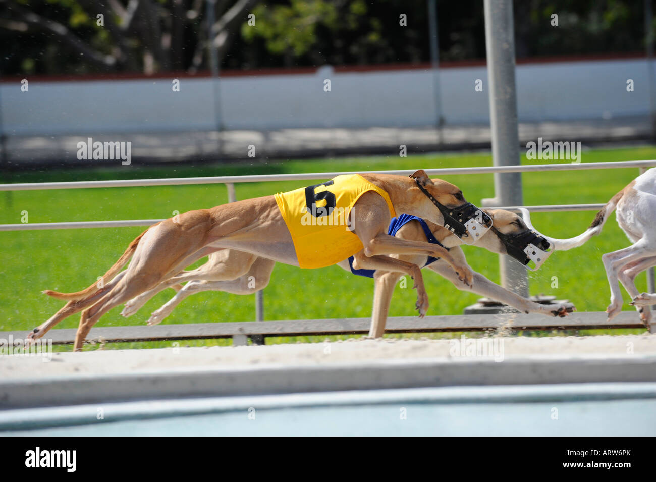 Greyhound dog racing at Fort Myers Naples dog track Florida Stock Photo ...