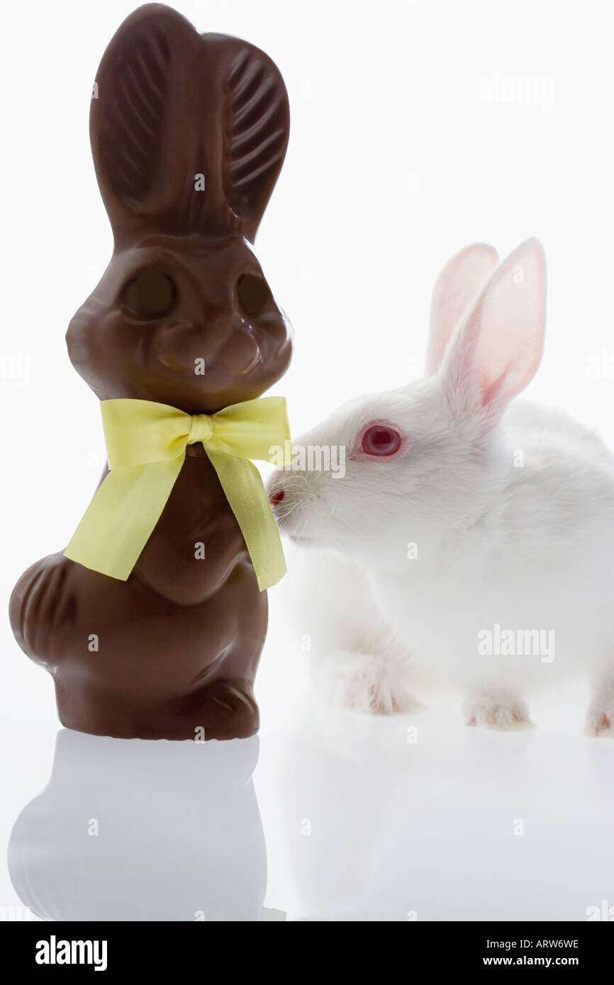 Rabbit smelling chocolate Stock Photo - Alamy