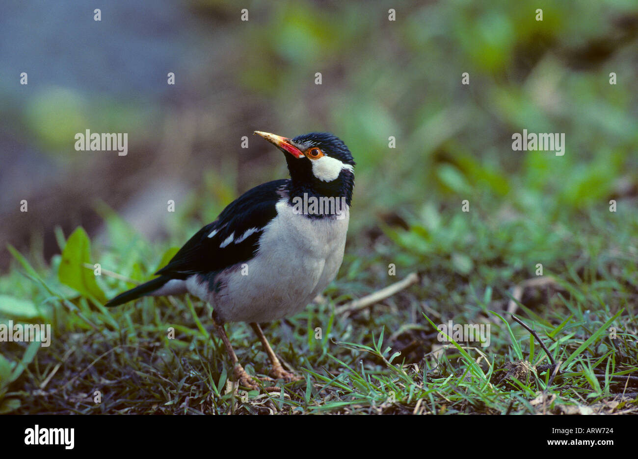 Pied myna india hi-res stock photography and images - Alamy