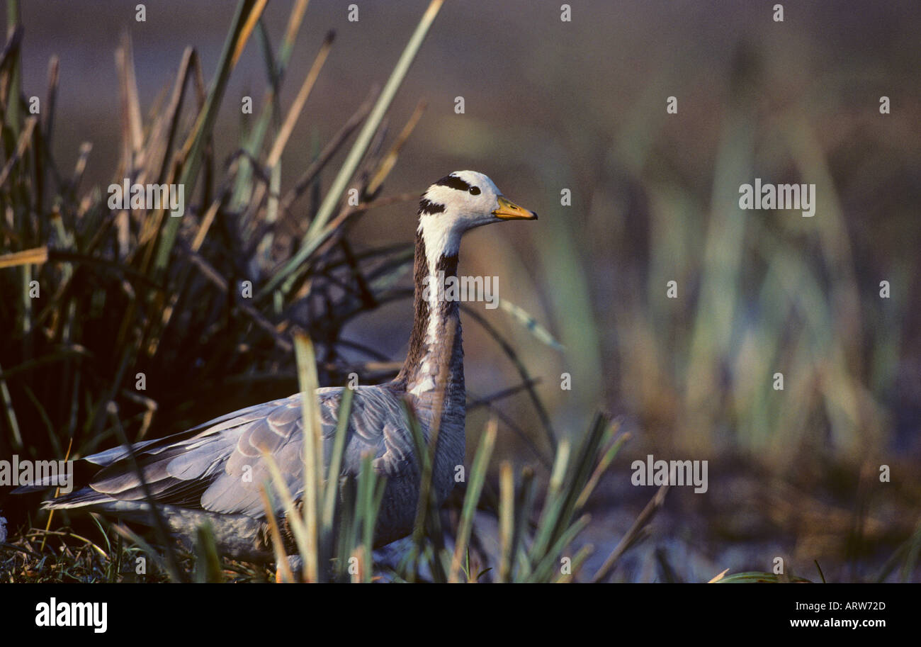 Bar headed Goose Anser indicus Stock Photo - Alamy