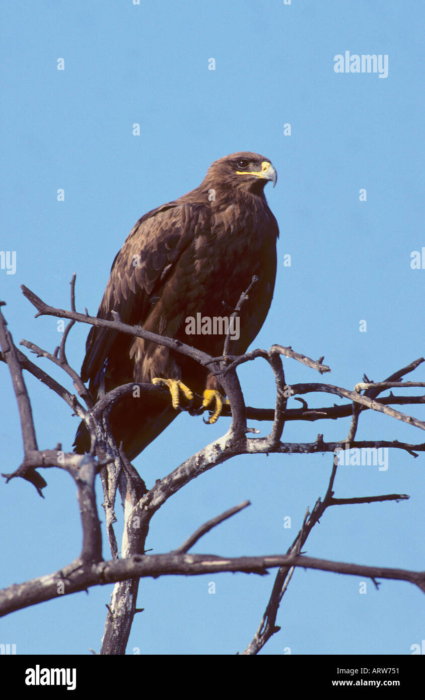 Greater Spotted Eagle Aquila clanga Stock Photo - Alamy