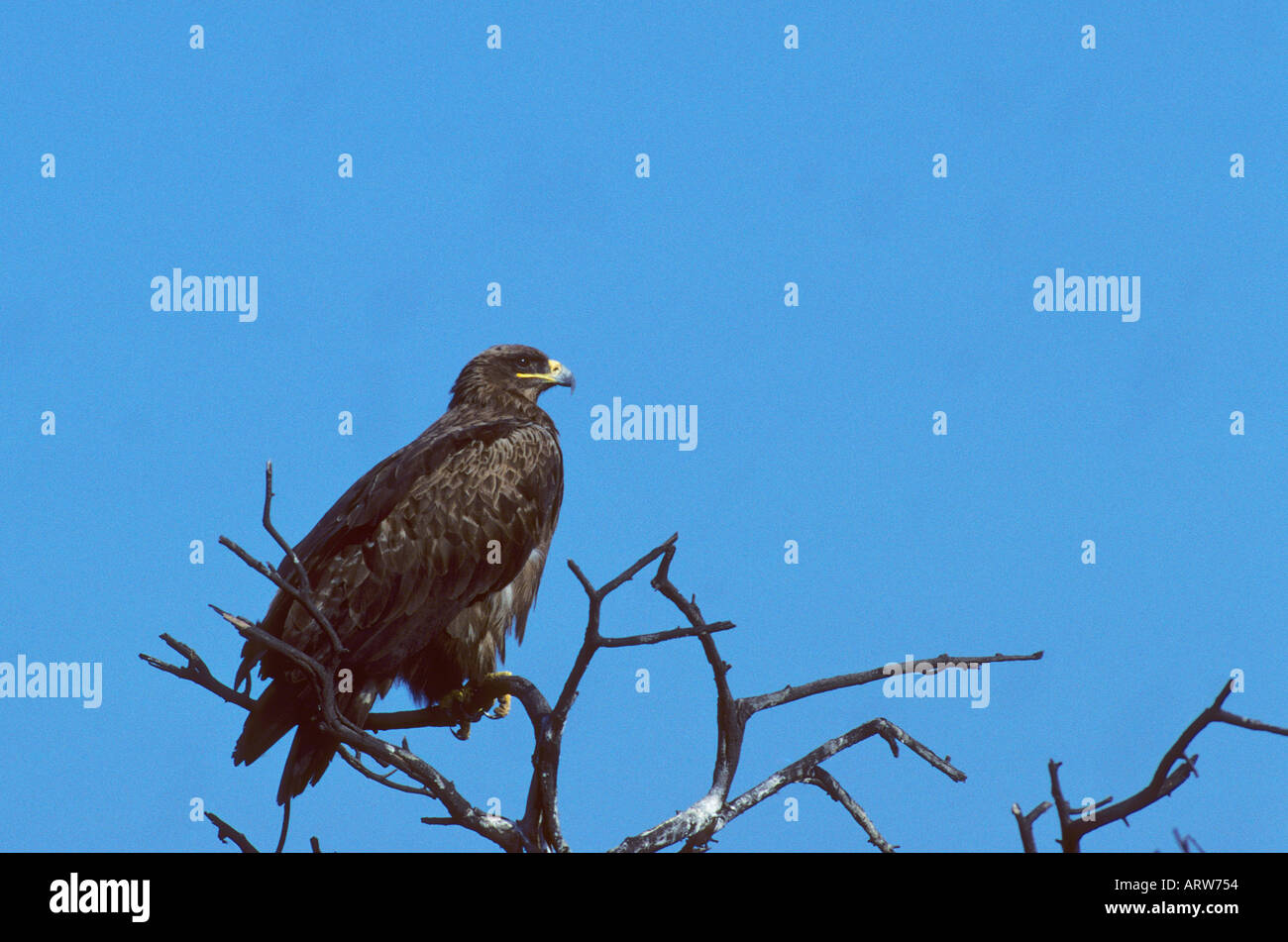 Greater Spotted Eagle Aquila clanga Stock Photo - Alamy