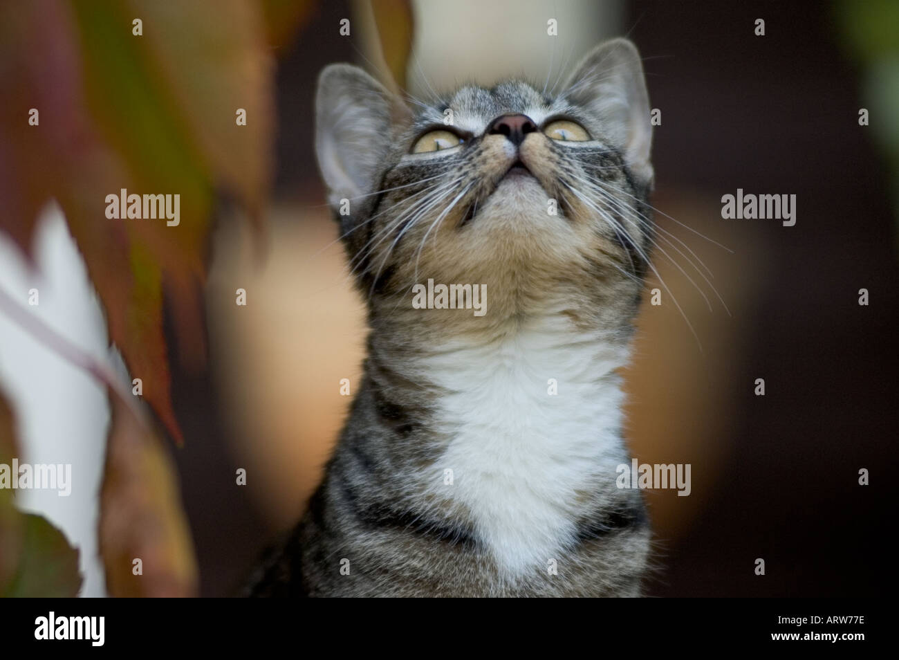 Tiger potrait hi-res stock photography and images - Alamy