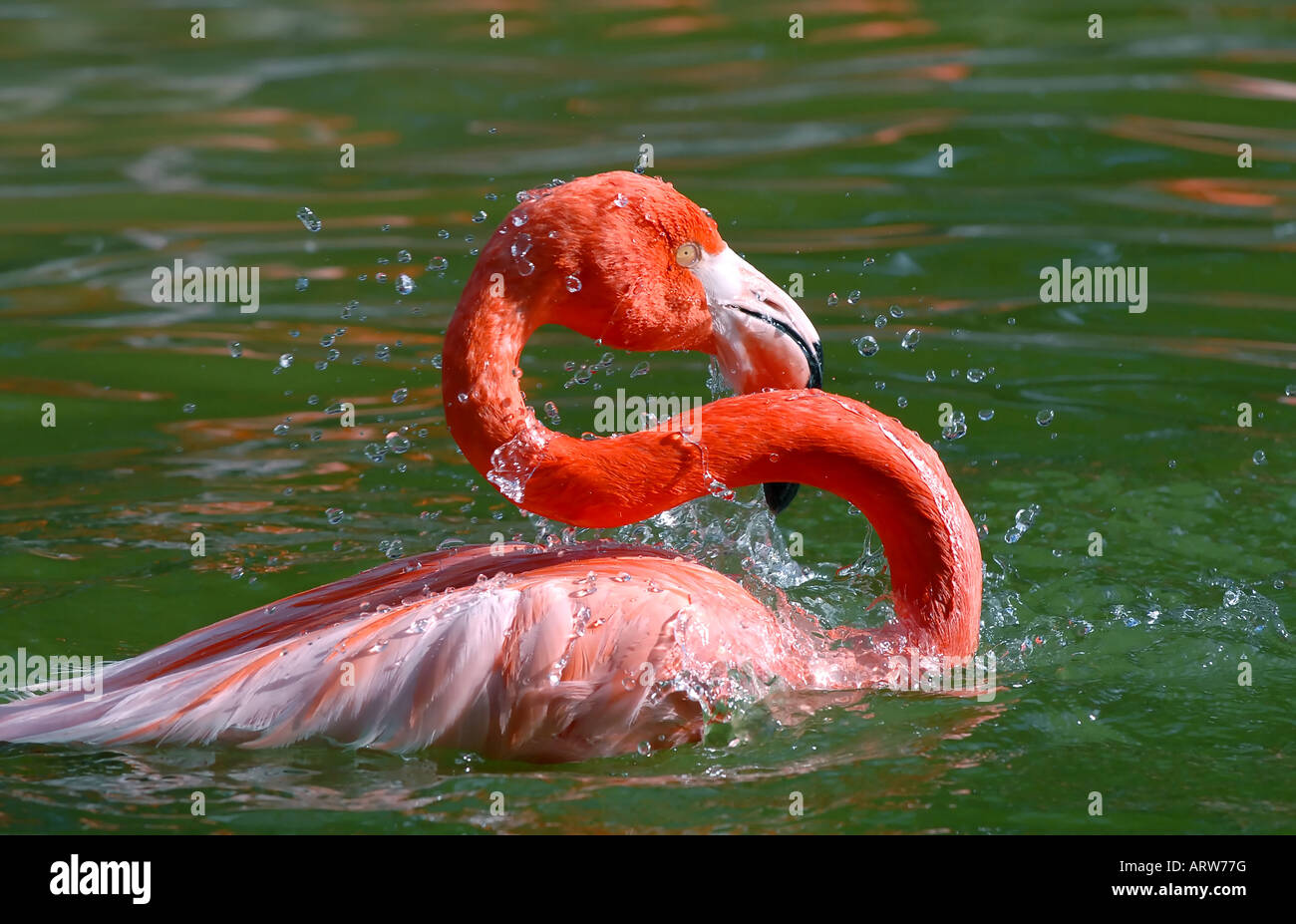 Flamingo taking a bath Stock Photo - Alamy