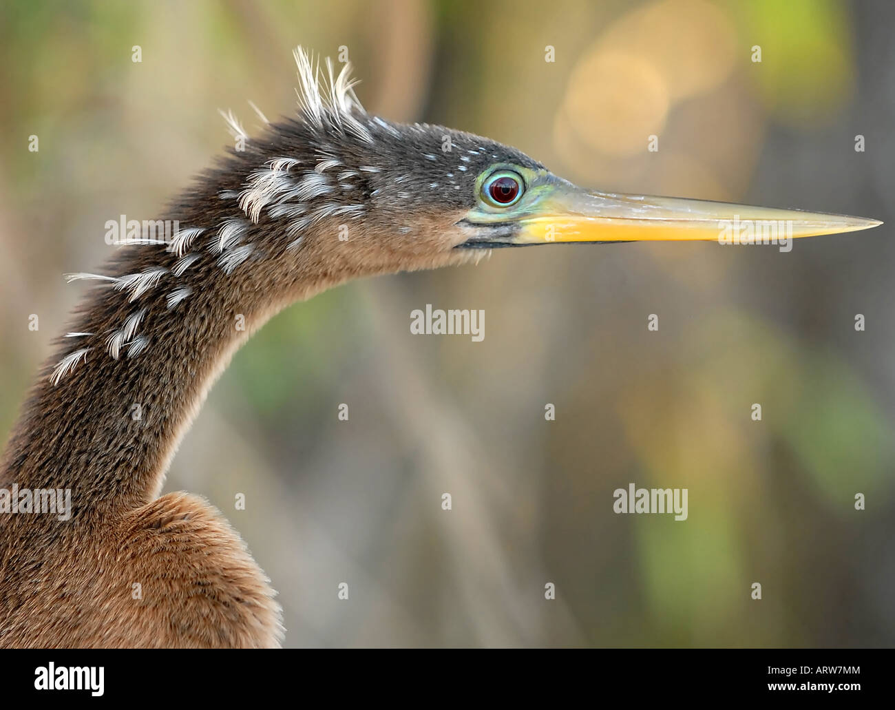 Anhinga bird hi-res stock photography and images - Alamy