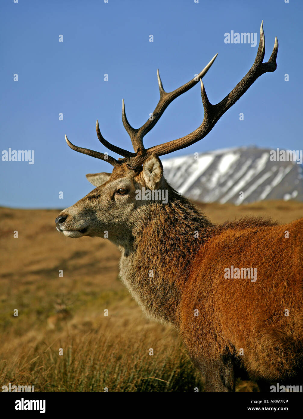 Deer profile hi-res stock photography and images - Alamy