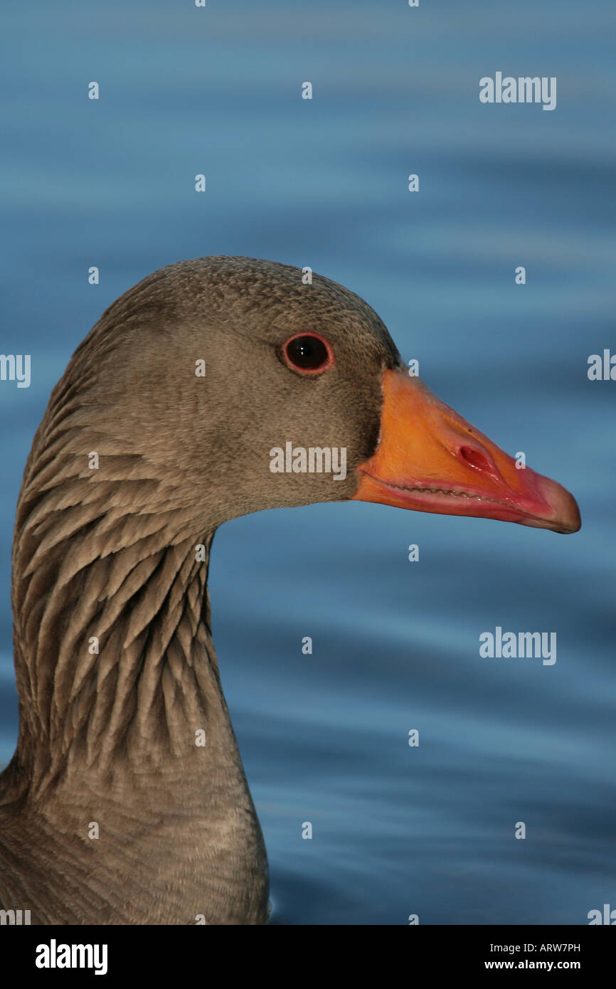 Goose neck pose hi-res stock photography and images - Alamy