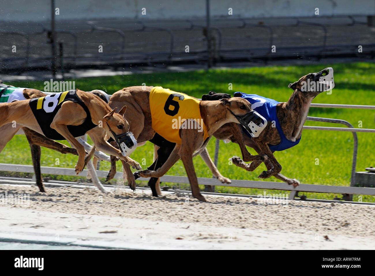 Greyhound dog racing at Fort Myers Naples dog track Florida Stock Photo ...
