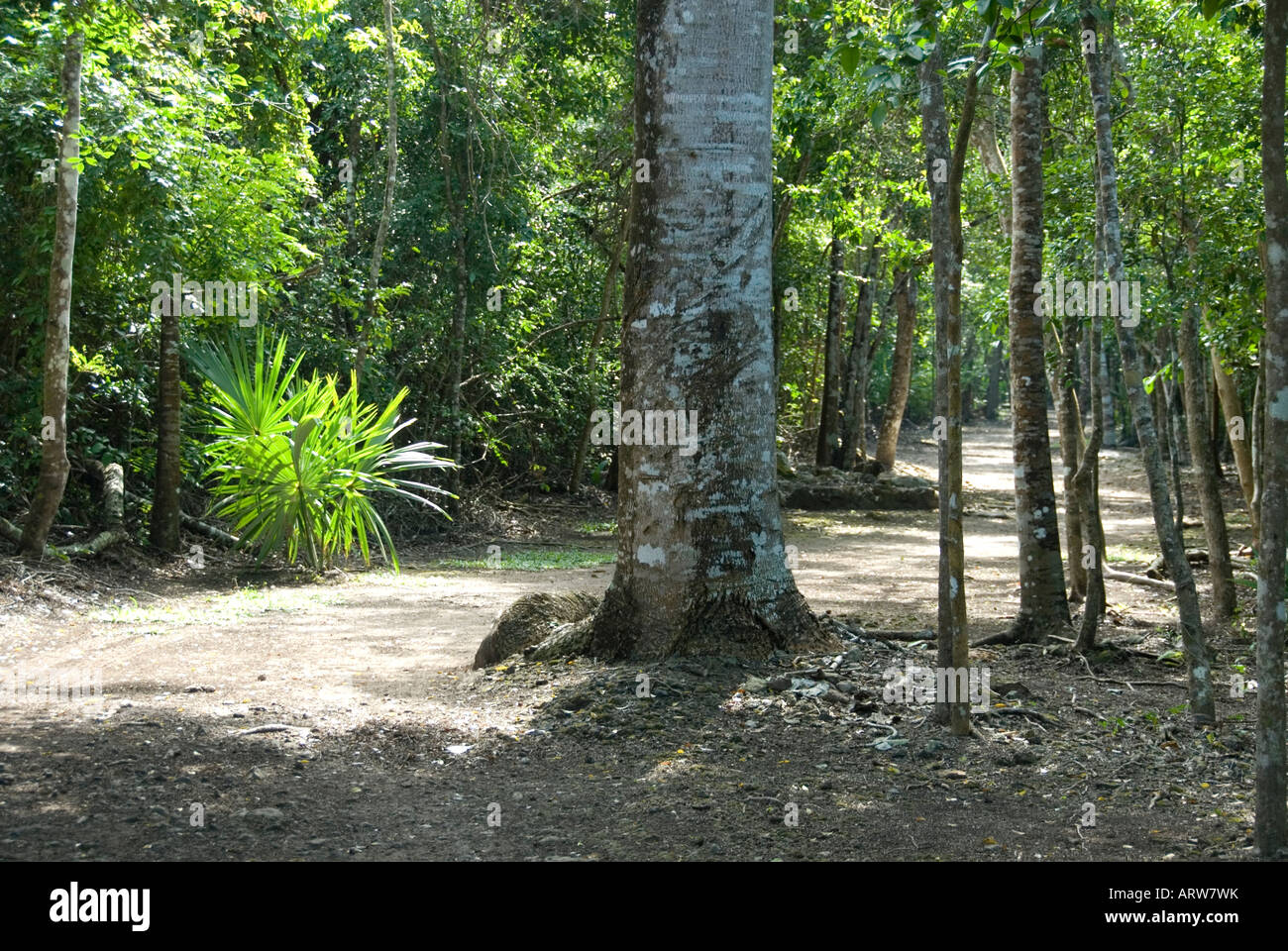 Sacbe 9 or Sacbeob Ancient White Stone Road Winds Through Jungle Trees ...