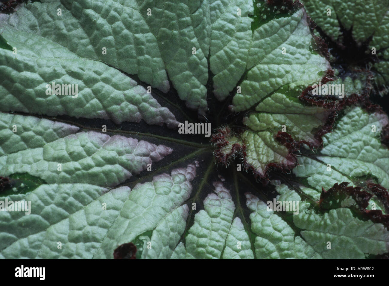 Begonia 'Green Gold' Stock Photo - Alamy