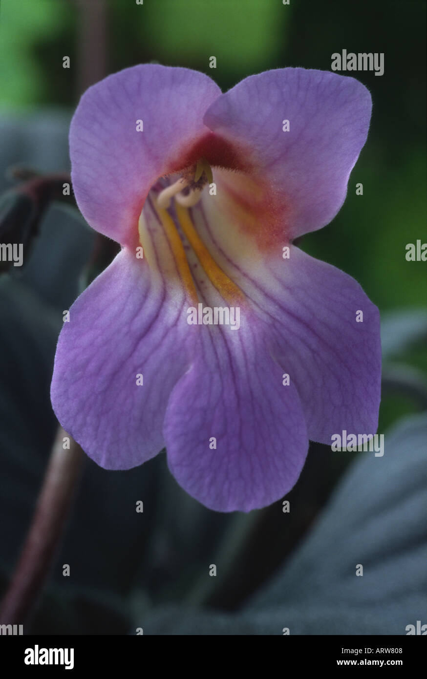 Chirita hi-res stock photography and images - Alamy