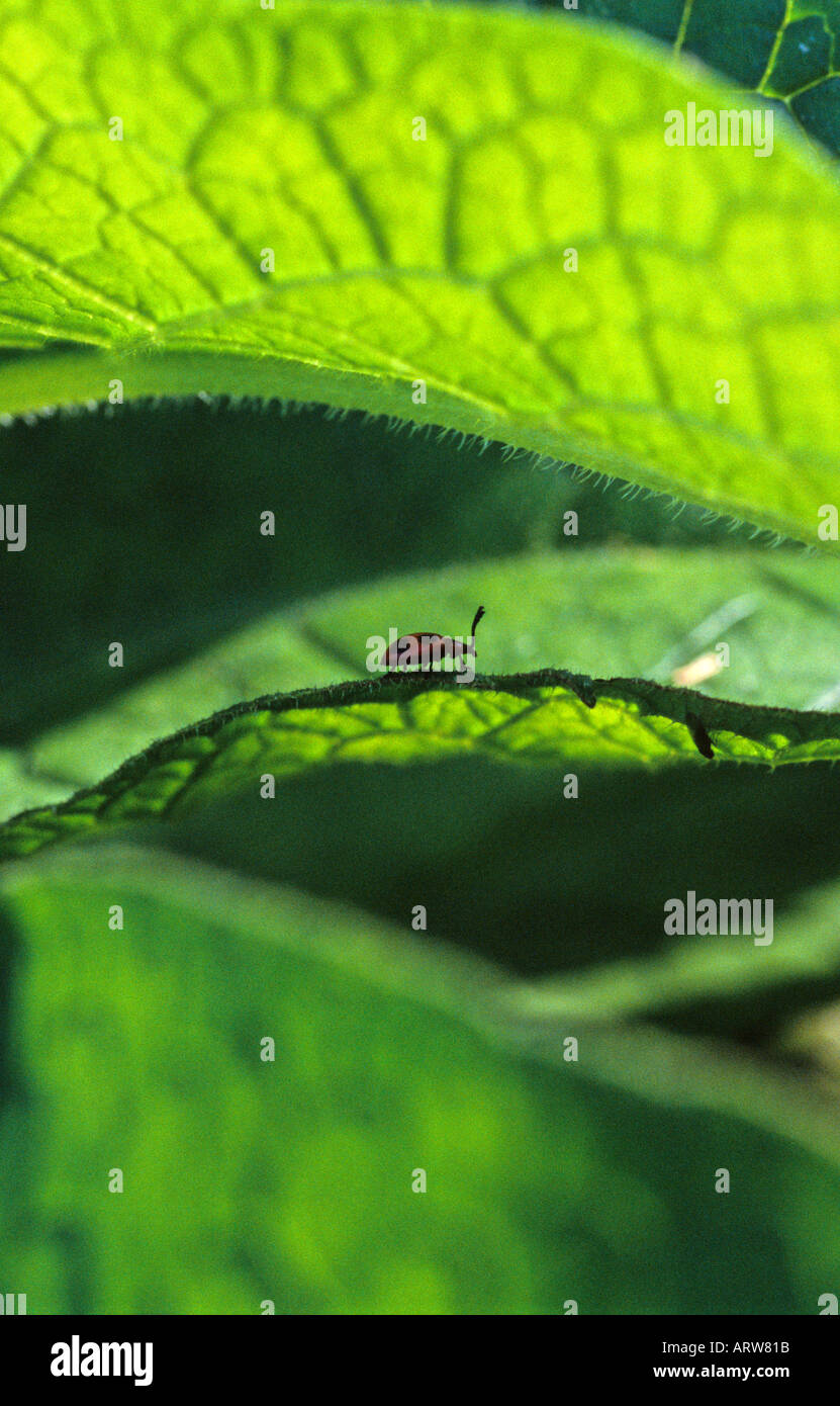 Root Eating Beetle High Resolution Stock Photography and Images - Alamy