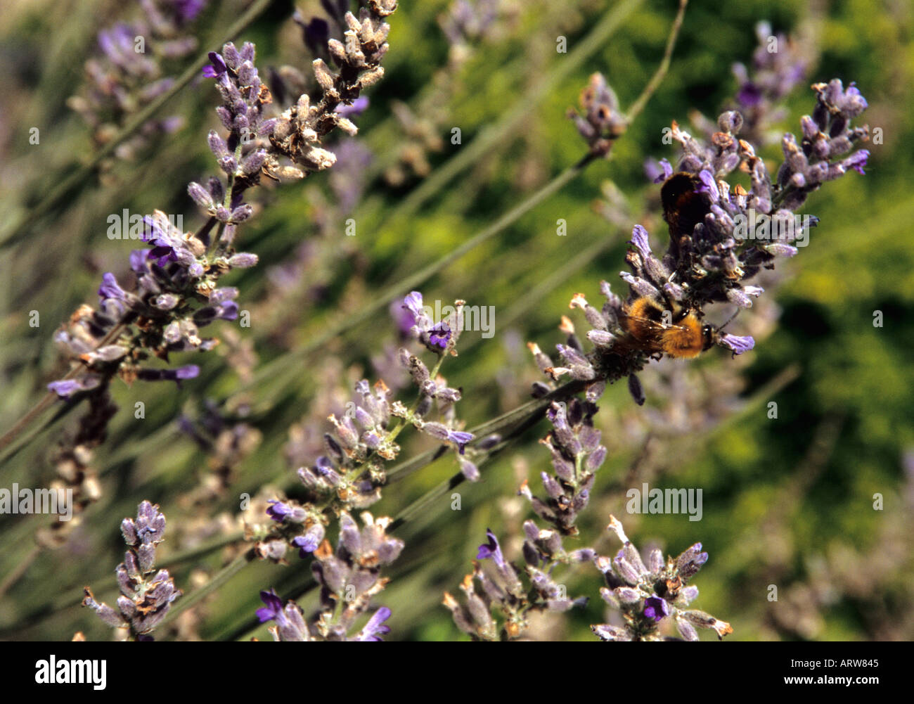 Lavandula spp hi-res stock photography and images - Alamy