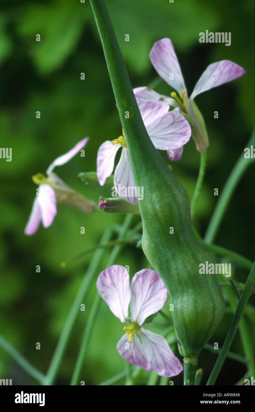 Radish blooms hi-res stock photography and images - Alamy