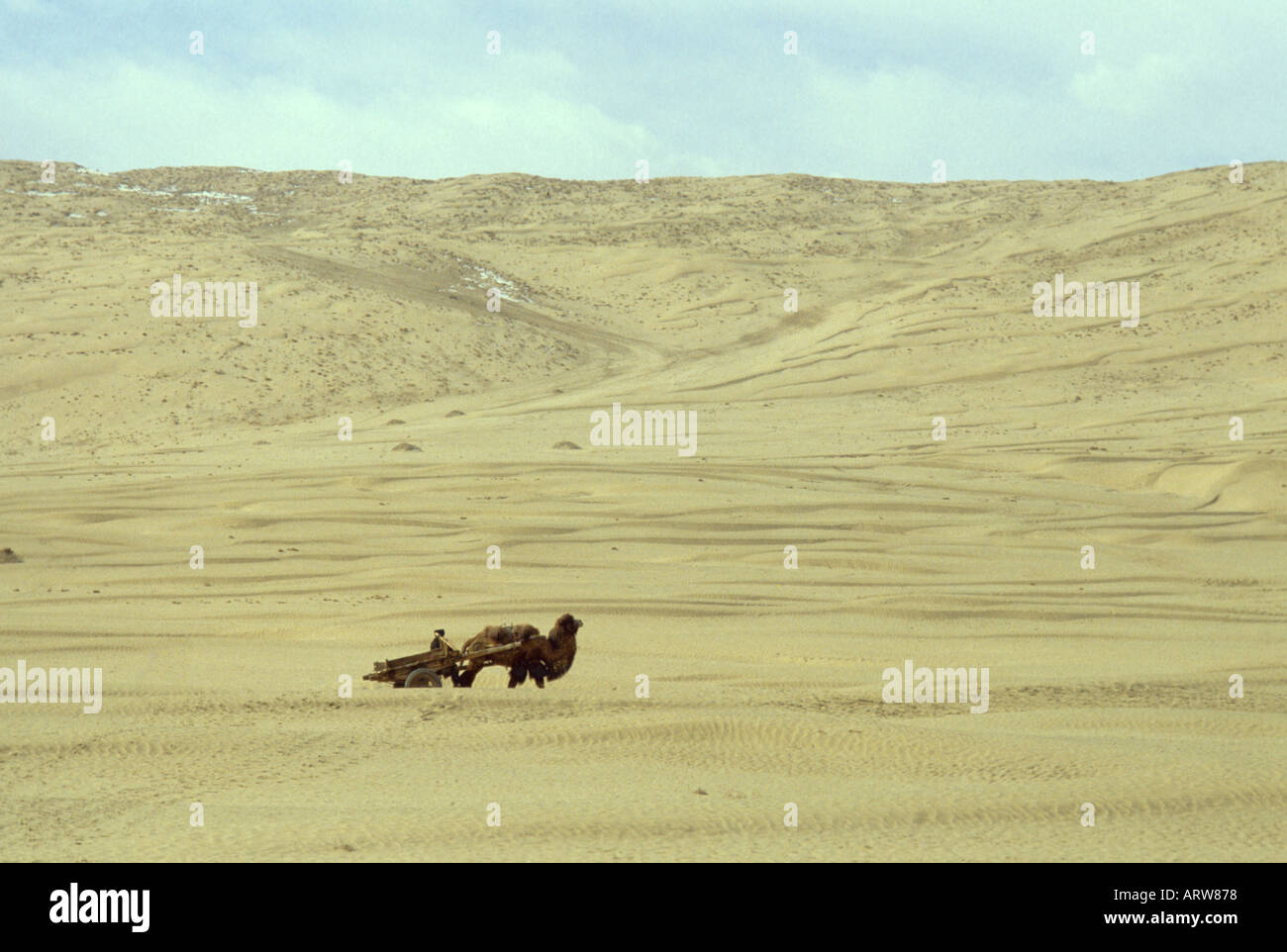 Uyghur bactrian camel cart crossing the taklamakan desert xinjiang western china Stock Photo - Alamy