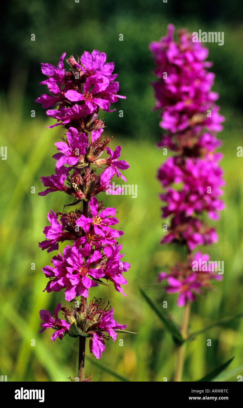 Purple loostrife Lythrum salicaria Stock Photo - Alamy