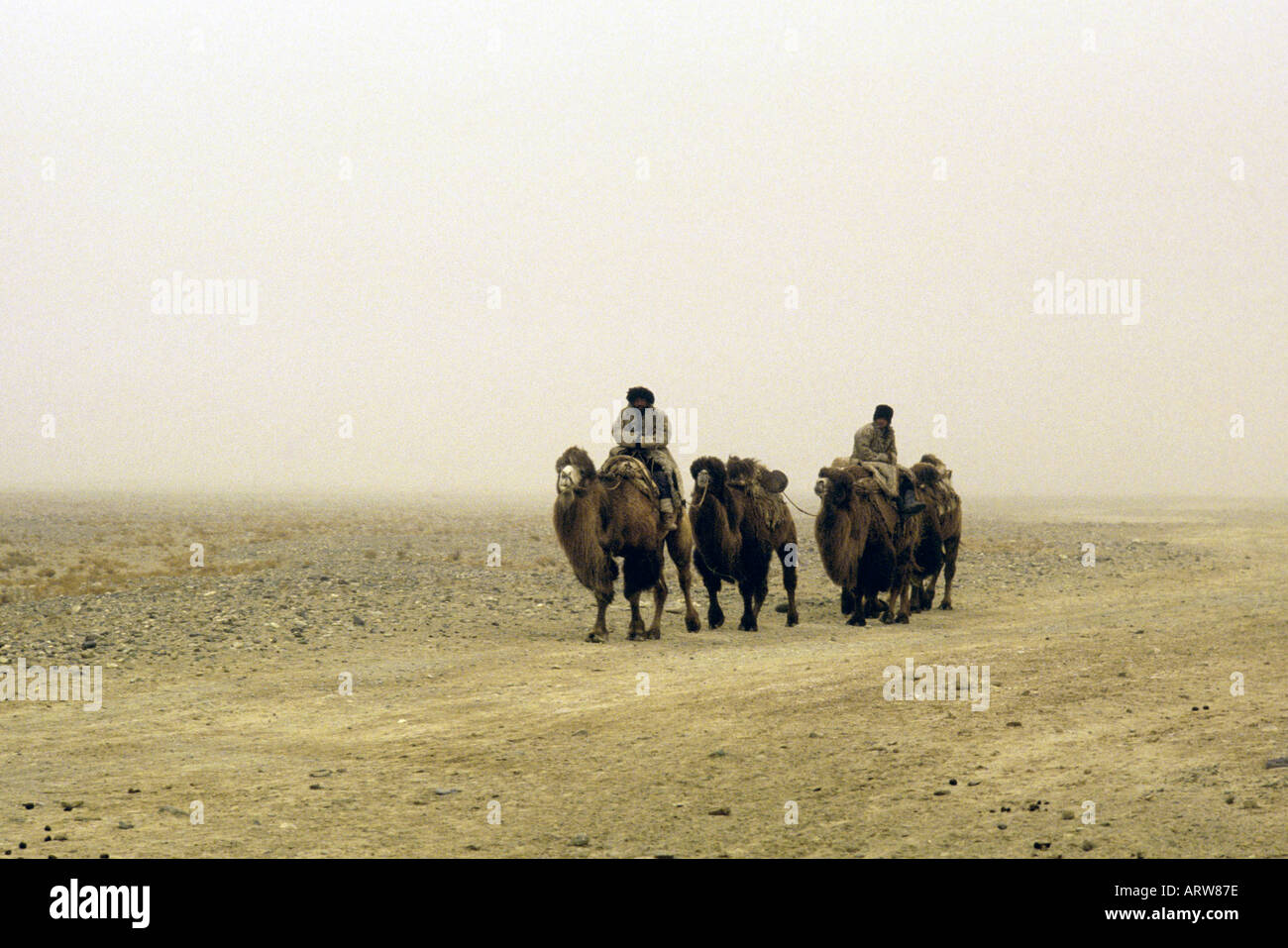Taklamakan desert camels hi-res stock photography and images - Alamy