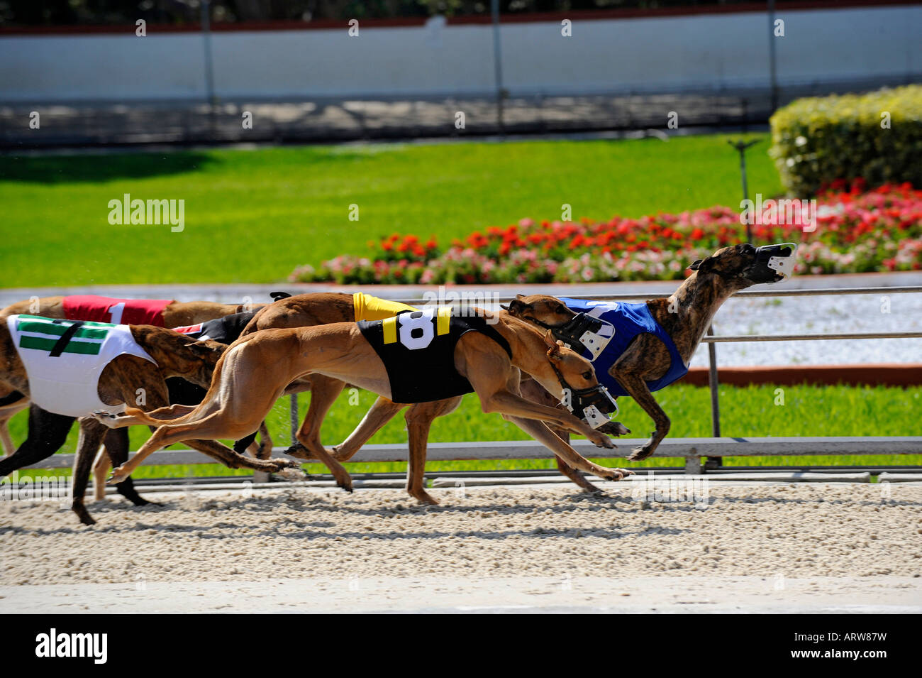 Greyhound dog racing at Fort Myers Naples dog track Florida Stock Photo ...