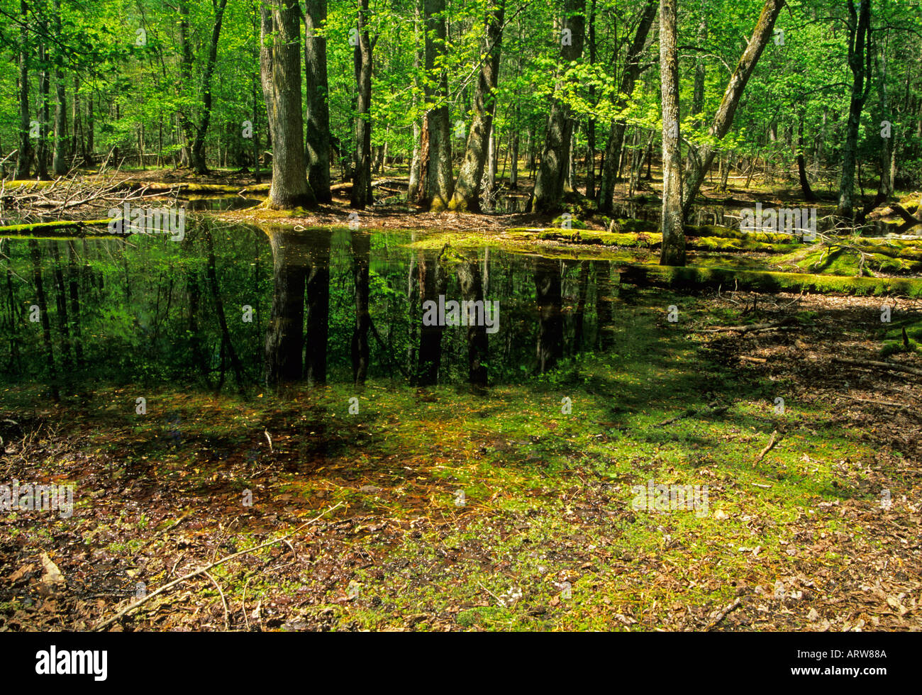 Gum Swamp Cades Cove Great Smoky Mtns National Park TN Stock Photo - Alamy