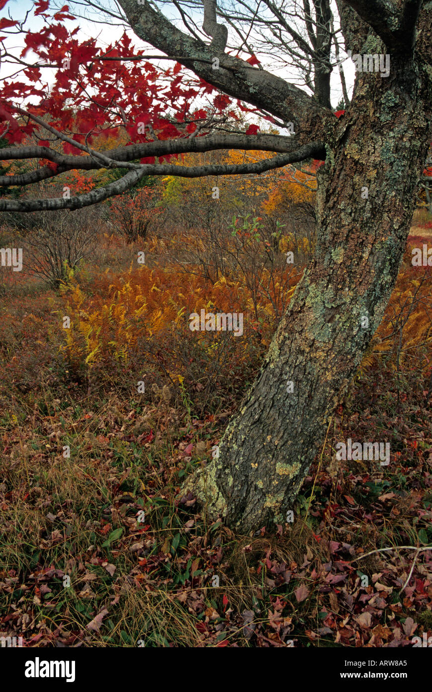 Dolly tree hi-res stock photography and images - Alamy