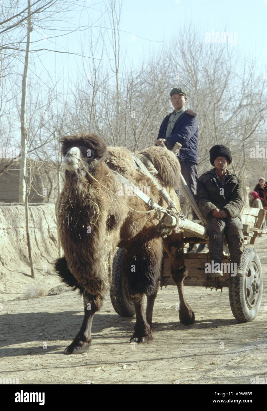 Taklamakan desert camels hi-res stock photography and images - Alamy