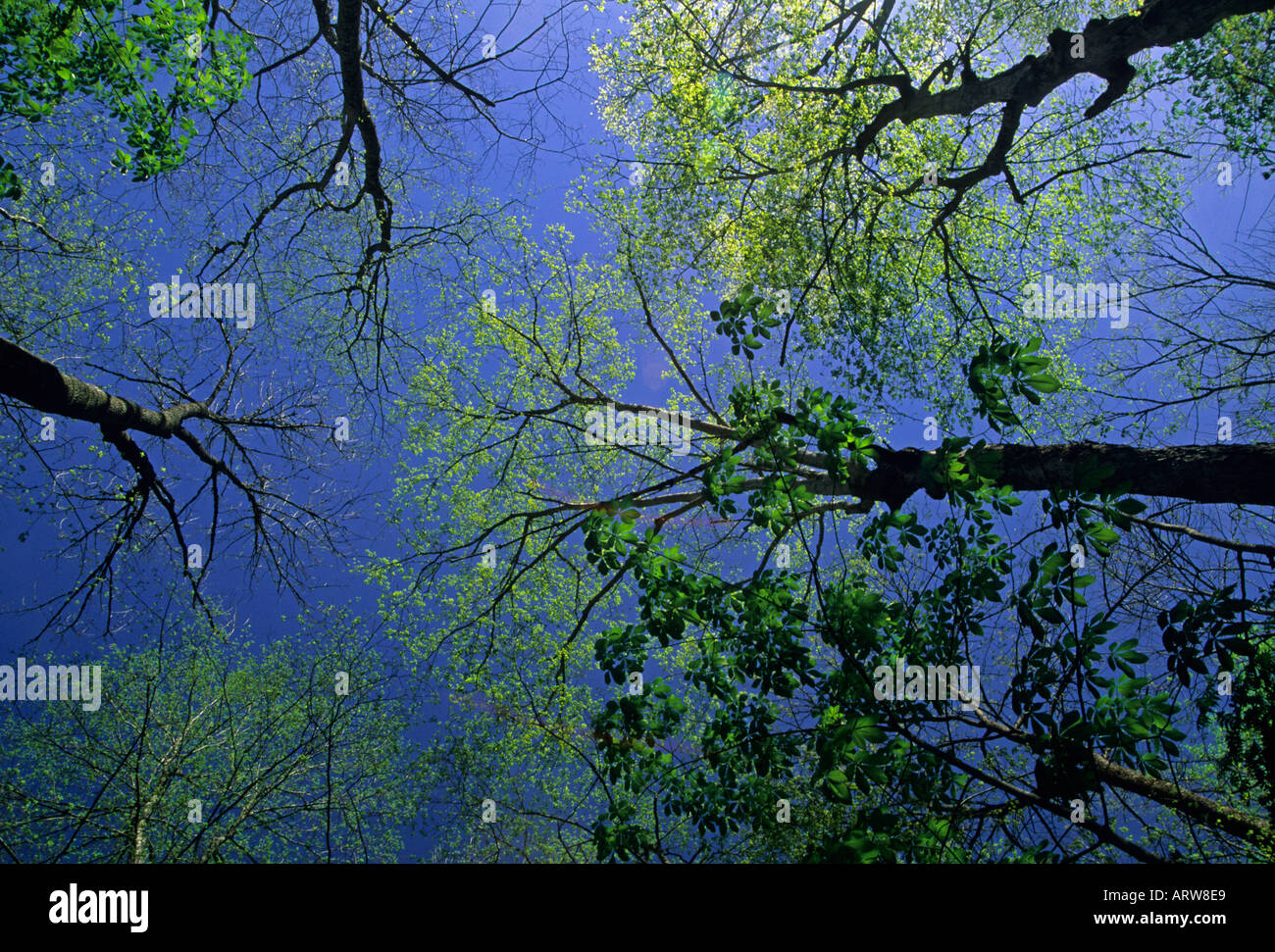 Sky Trees Spring near Norris TN Stock Photo - Alamy