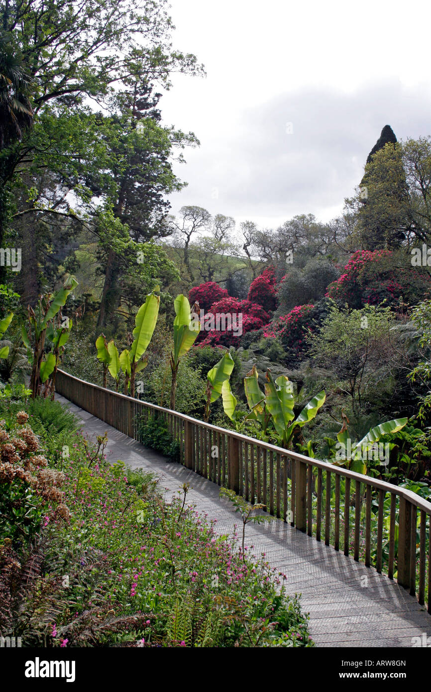 THE JUNGLE GARDEN WITHIN THE LOST GARDENS OF HELIGAN. CORNWALL ENGLAND ...