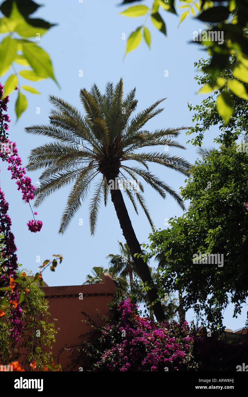 Marrakech Morocco Palm Tree Stock Photo - Alamy