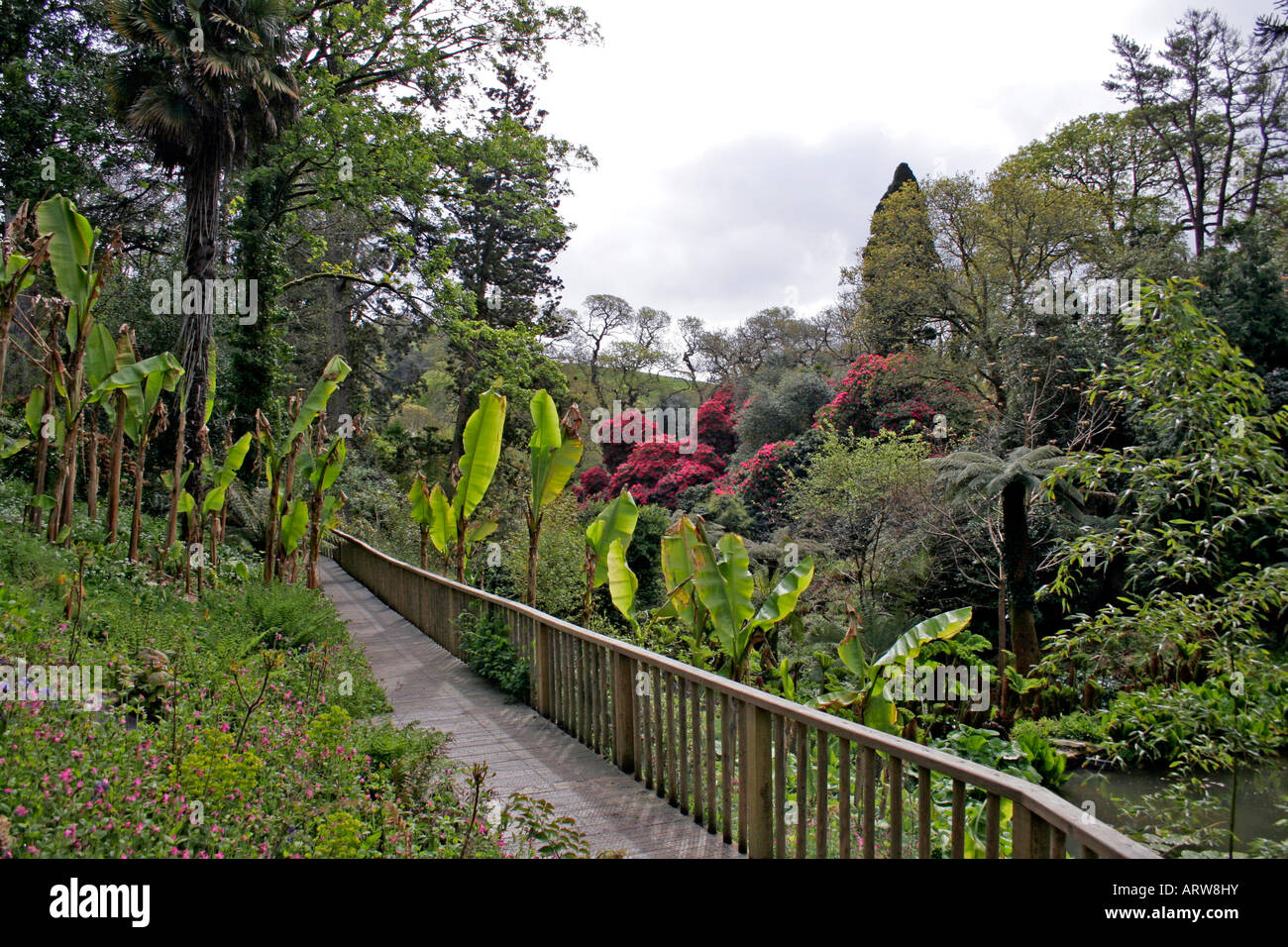 THE JUNGLE GARDEN WITHIN THE LOST GARDENS OF HELIGAN. CORNWALL ENGLAND ...