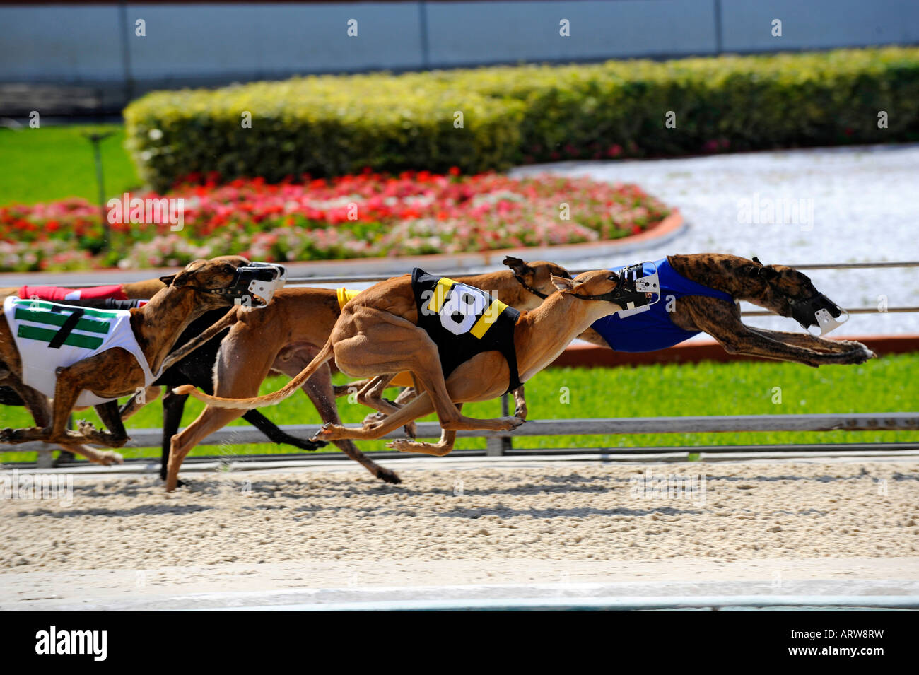 Naples Ft Myers Dog Racing Track High Resolution Stock Photography and ...