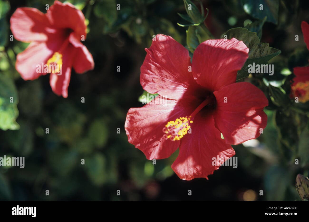 Flower in egypt hi-res stock photography and images - Alamy
