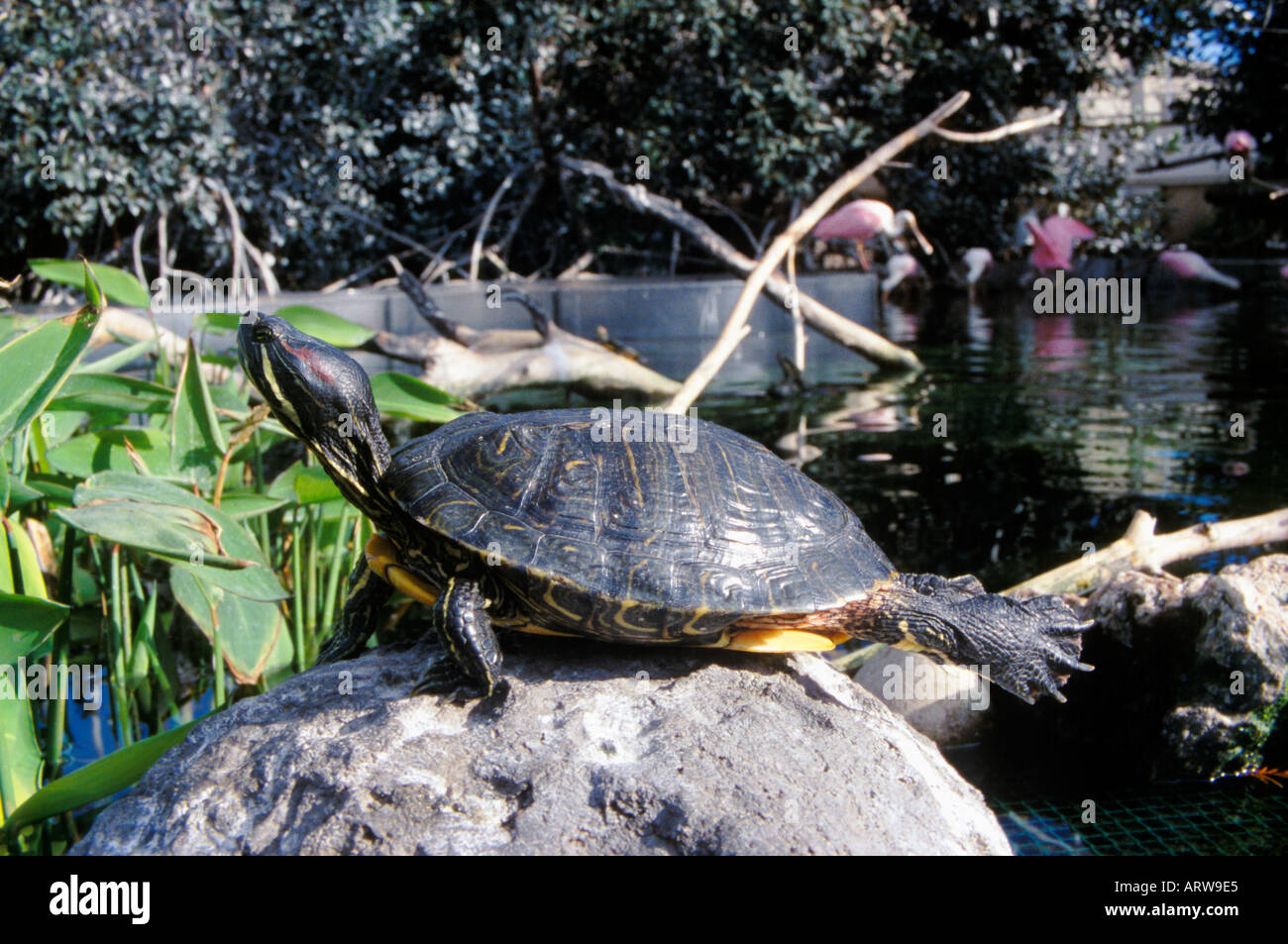 Stretching tortoise hi-res stock photography and images - Alamy