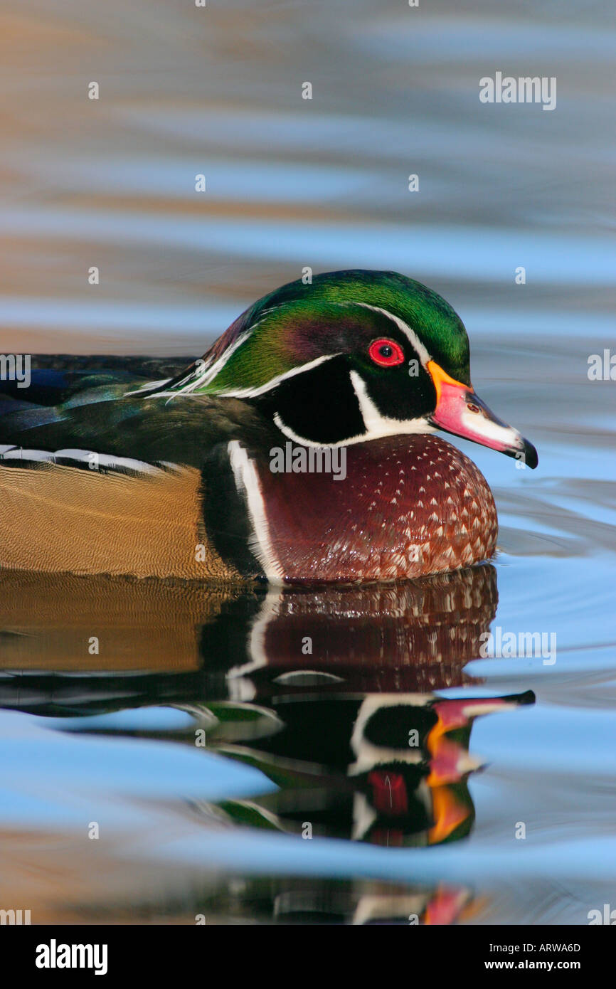 Handsome drake duck hi-res stock photography and images - Alamy